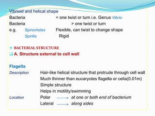Size, shape and arrangement of bacterial cell | PPTX