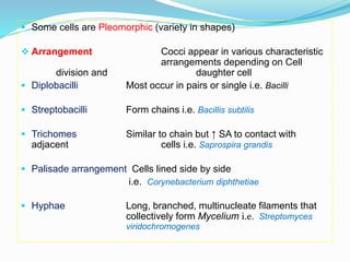 Size, shape and arrangement of bacterial cell | PPT