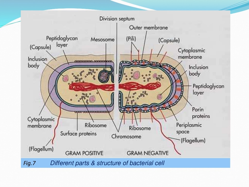 Size, shape and arrangement of bacterial cell