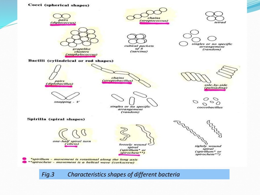 Size, shape and arrangement of bacterial cell