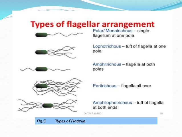 Size, shape and arrangement of bacterial cell