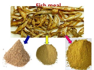 L-8, Fish nutrition.pptx