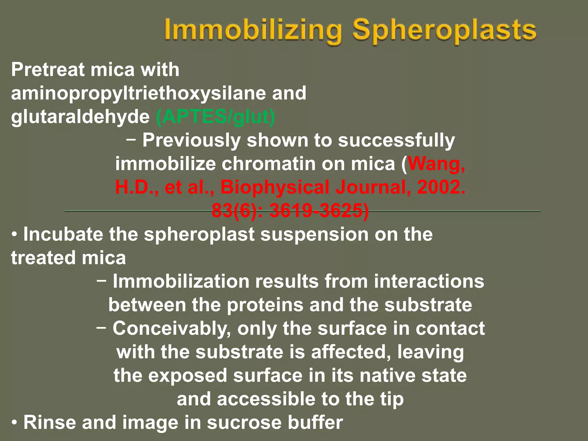 L-forms bacteria, protoplast and spheroplasts Bacteria | PPTX