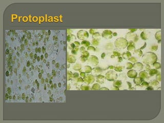 L-forms bacteria, protoplast and spheroplasts Bacteria | PPTX