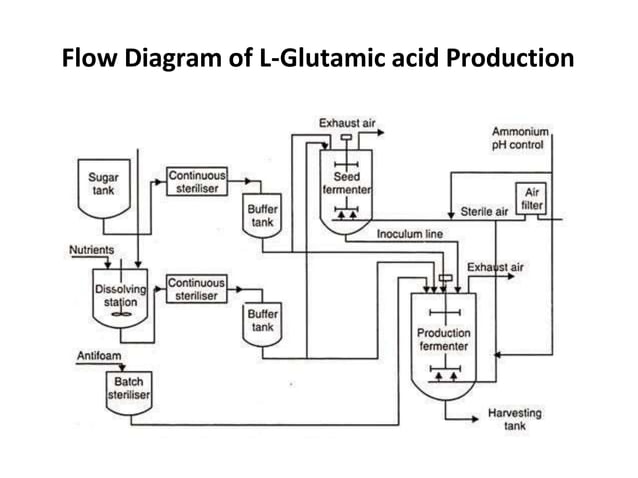 L-Glutamic-acid-Production.pptx
