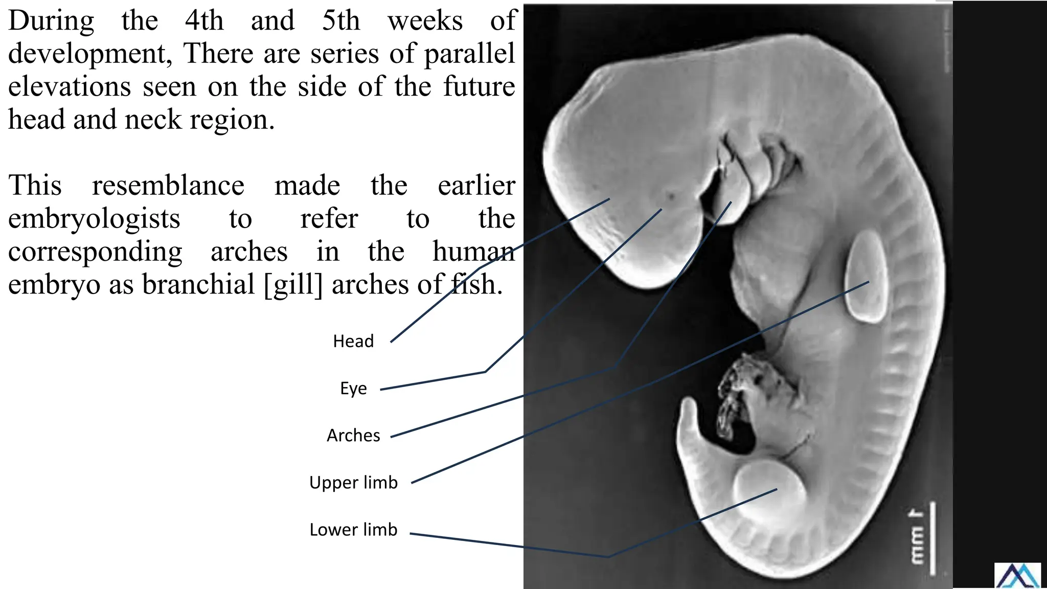 Pharyngeal Arches / Pharyngeal Arches.pdf