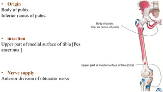 L004 Lower Limb Muscles of thigh / Lower Limb Muscles of thigh.pdf