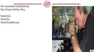 L004 Lower Limb Muscles of thigh / Lower Limb Muscles of thigh.pdf
