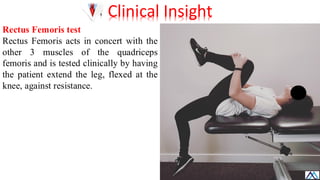 L004 Lower Limb Muscles of thigh / Lower Limb Muscles of thigh.pdf