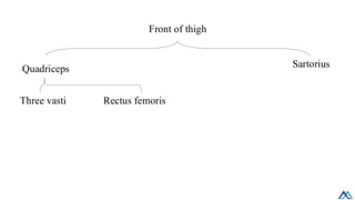 L004 Lower Limb Muscles of thigh / Lower Limb Muscles of thigh.pdf