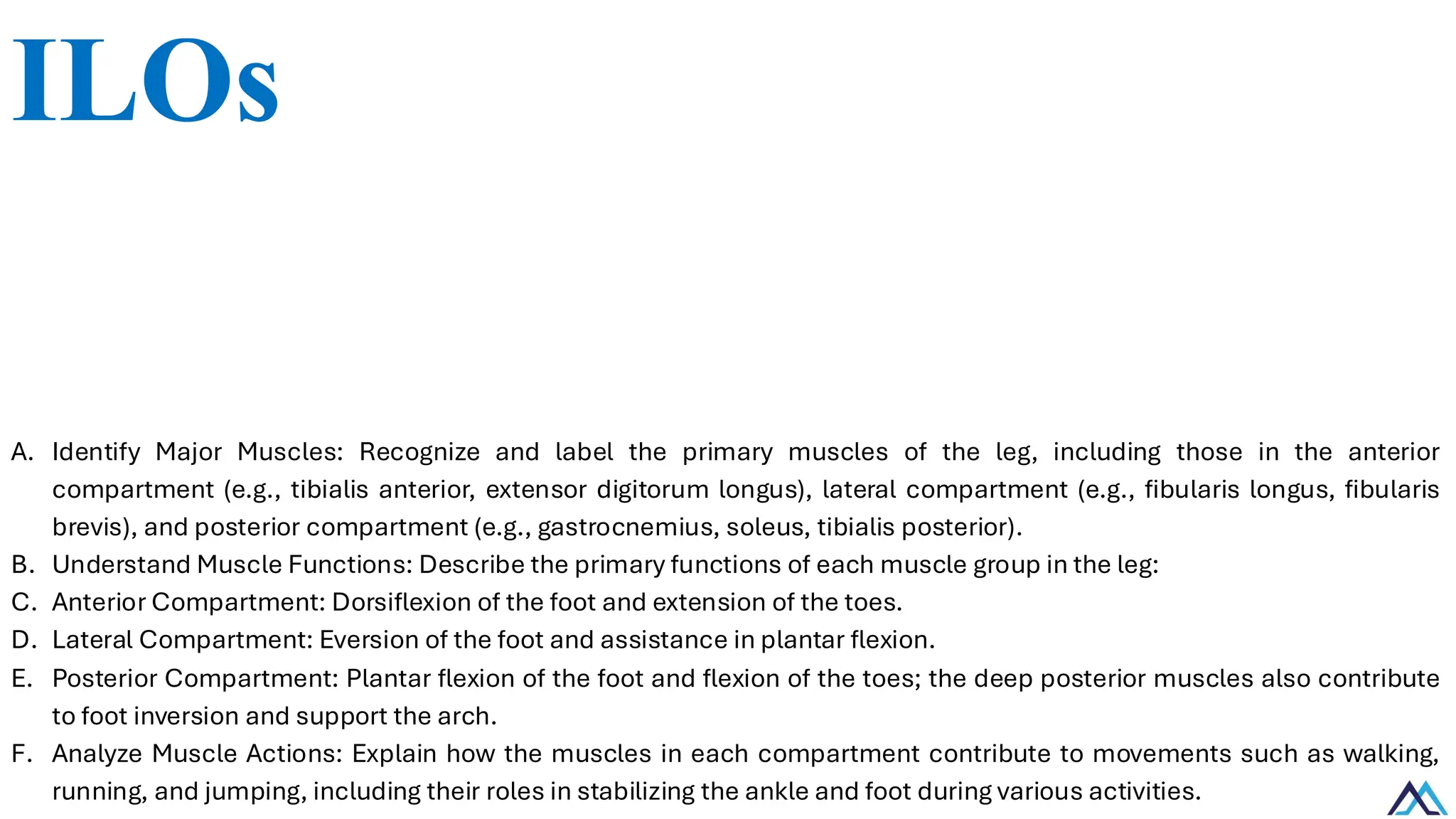 L006 Lower Limb Muscles of leg / Lower Limb Muscles of leg .pdf