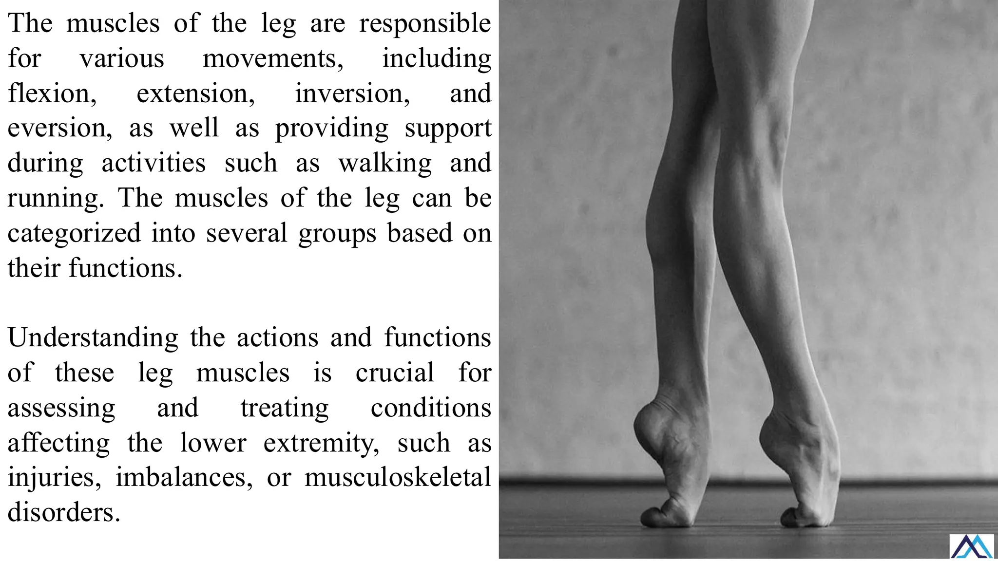 L006 Lower Limb Muscles of leg / Lower Limb Muscles of leg .pdf