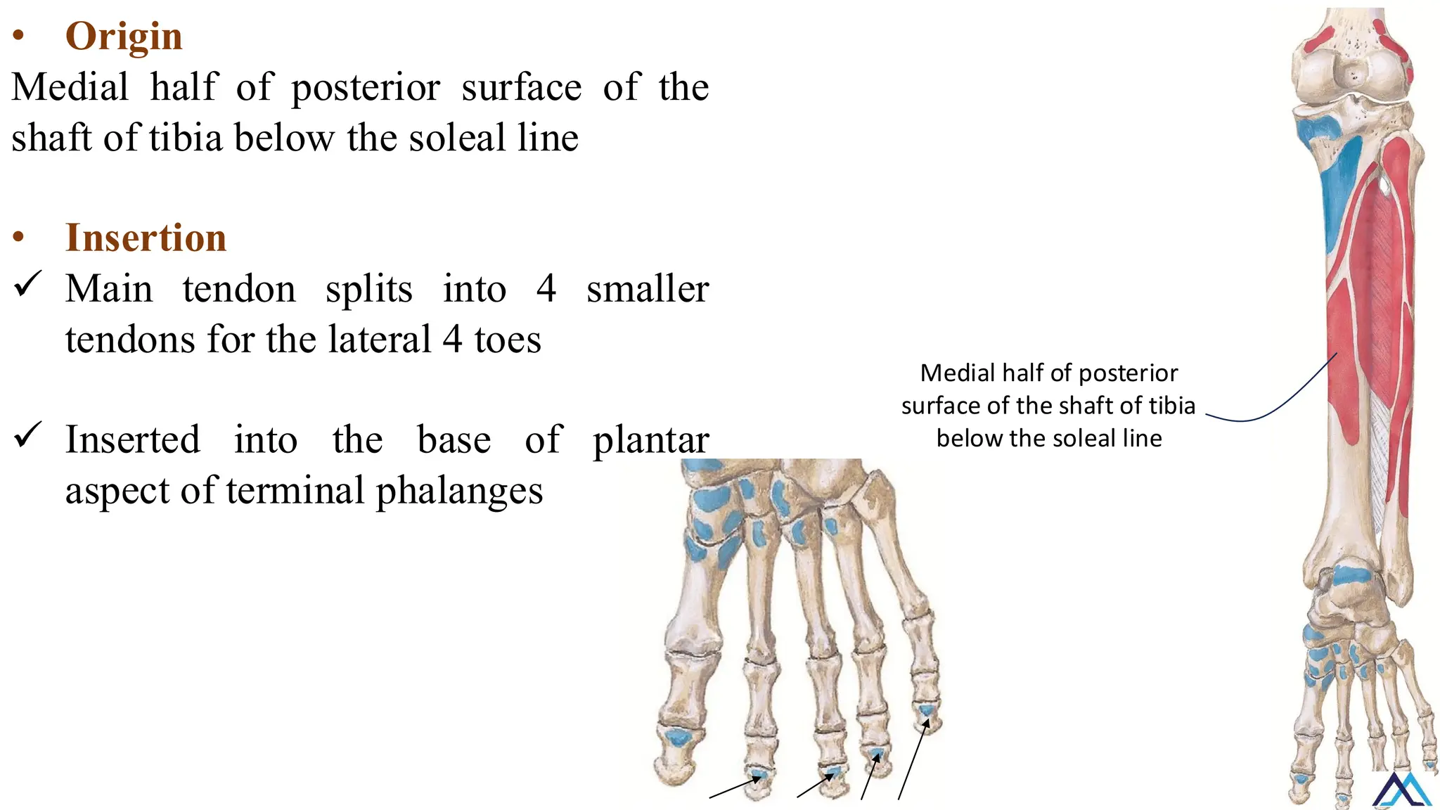 L006 Lower Limb Muscles of leg / Lower Limb Muscles of leg .pdf