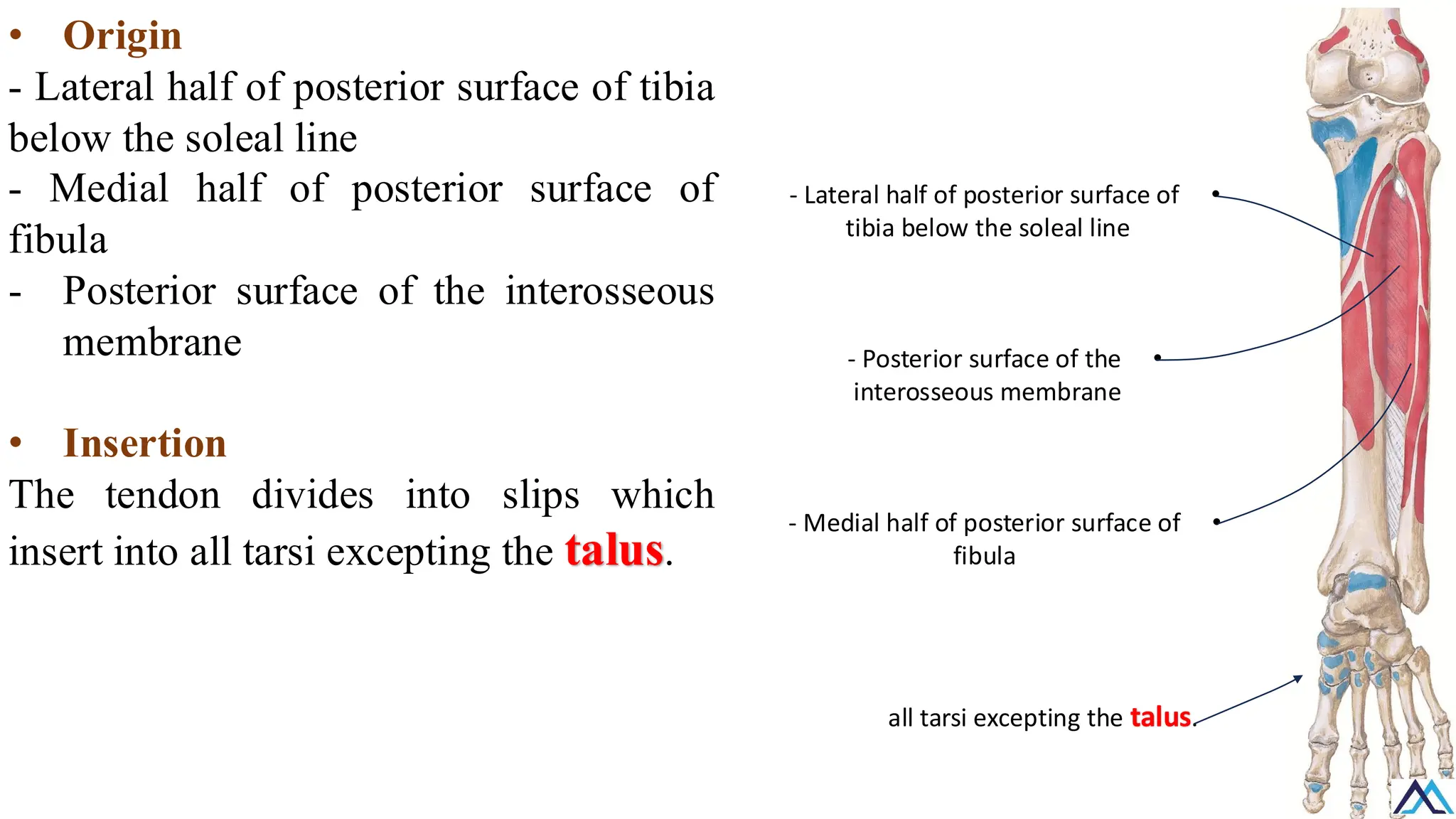 L006 Lower Limb Muscles of leg / Lower Limb Muscles of leg .pdf