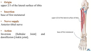 L006 Lower Limb Muscles of leg / Lower Limb Muscles of leg .pdf