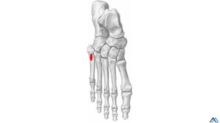 L006 Lower Limb Muscles of leg / Lower Limb Muscles of leg .pdf