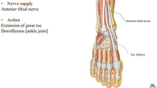 L006 Lower Limb Muscles of leg / Lower Limb Muscles of leg .pdf