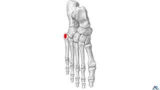 L006 Lower Limb Muscles of leg / Lower Limb Muscles of leg .pdf
