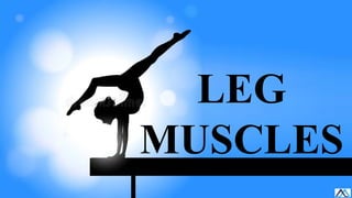 L006 Lower Limb Muscles of leg / Lower Limb Muscles of leg .pdf