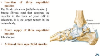 L006 Lower Limb Muscles of leg / Lower Limb Muscles of leg .pdf
