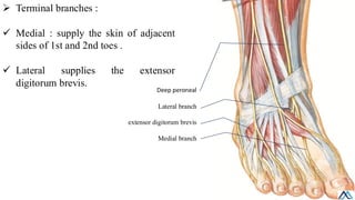 L009 Lower Limb Nerves / Lower Limb Nerves.pdf