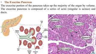 Pancreas / Pancreas / Pancreas / Pancreas.pdf