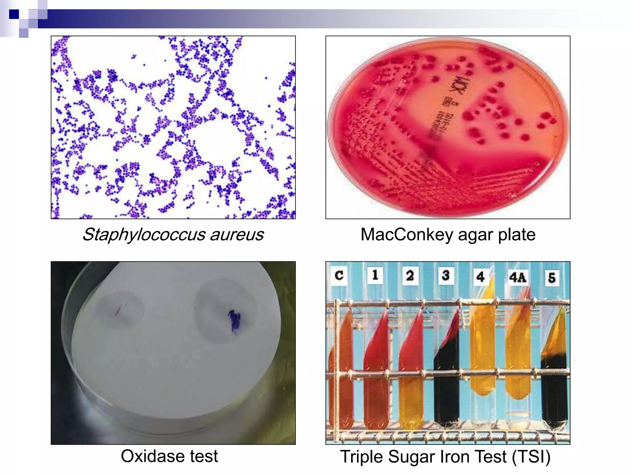Medical Microbiology Laboratory (introduction & terminology) | PDF