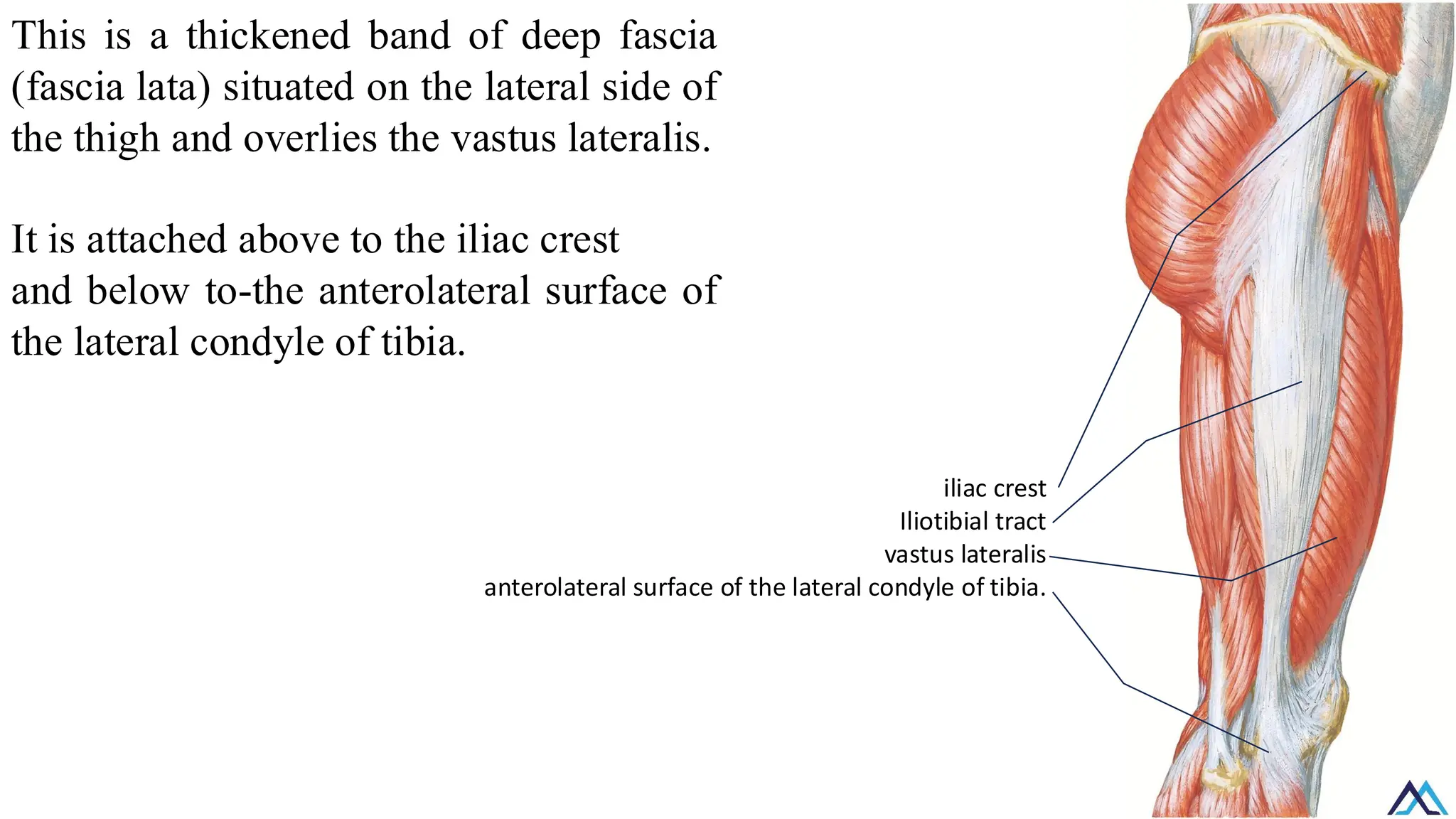 L011 Lower Limb Anatomical regions / Lower Limb Anatomical regions.pdf