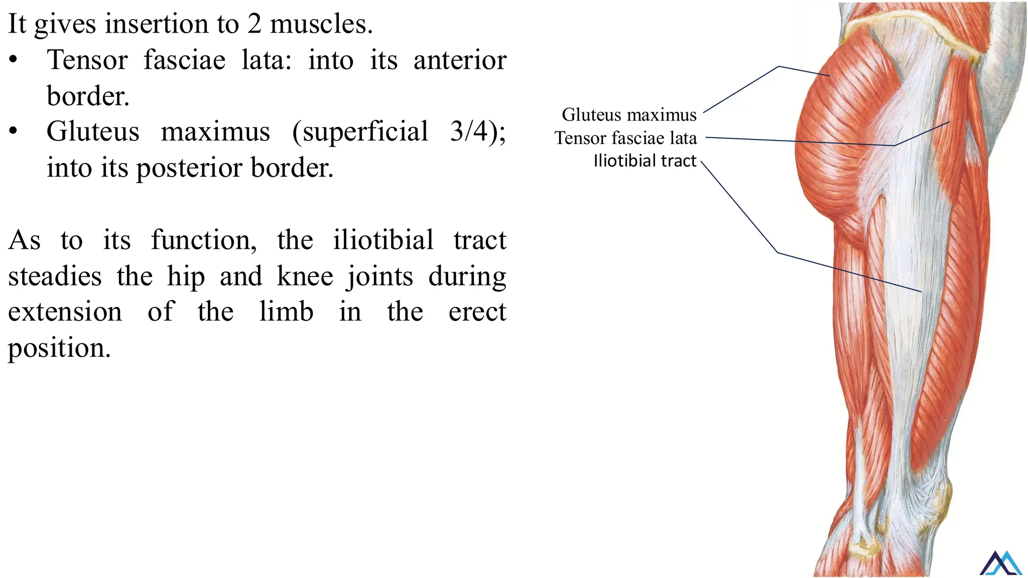 L011 Lower Limb Anatomical regions / Lower Limb Anatomical regions.pdf