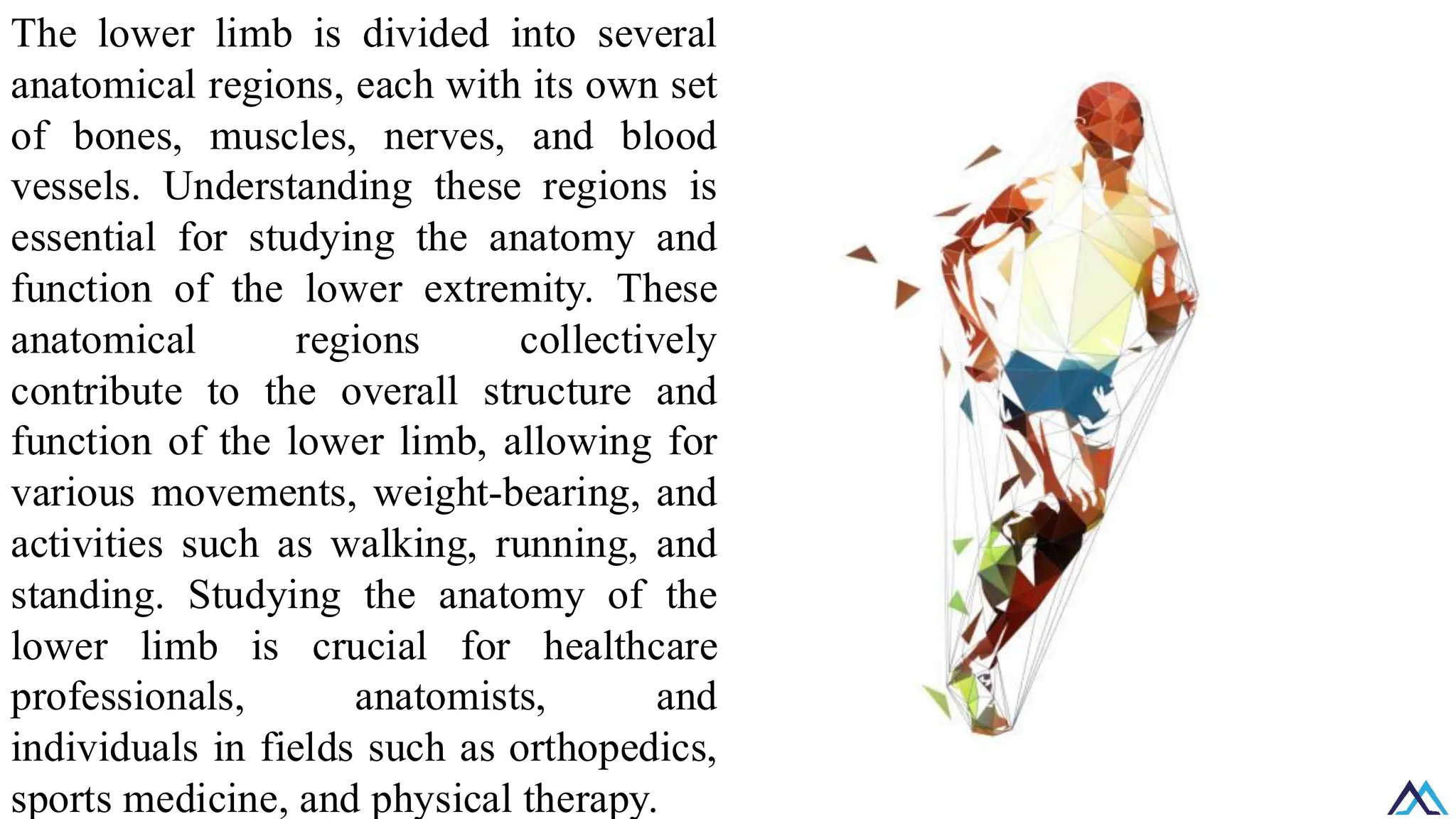 L011 Lower Limb Anatomical regions / Lower Limb Anatomical regions.pdf