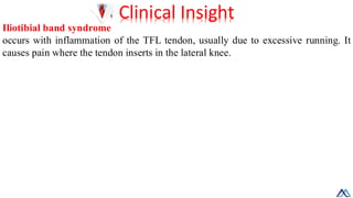 L011 Lower Limb Anatomical regions / Lower Limb Anatomical regions.pdf
