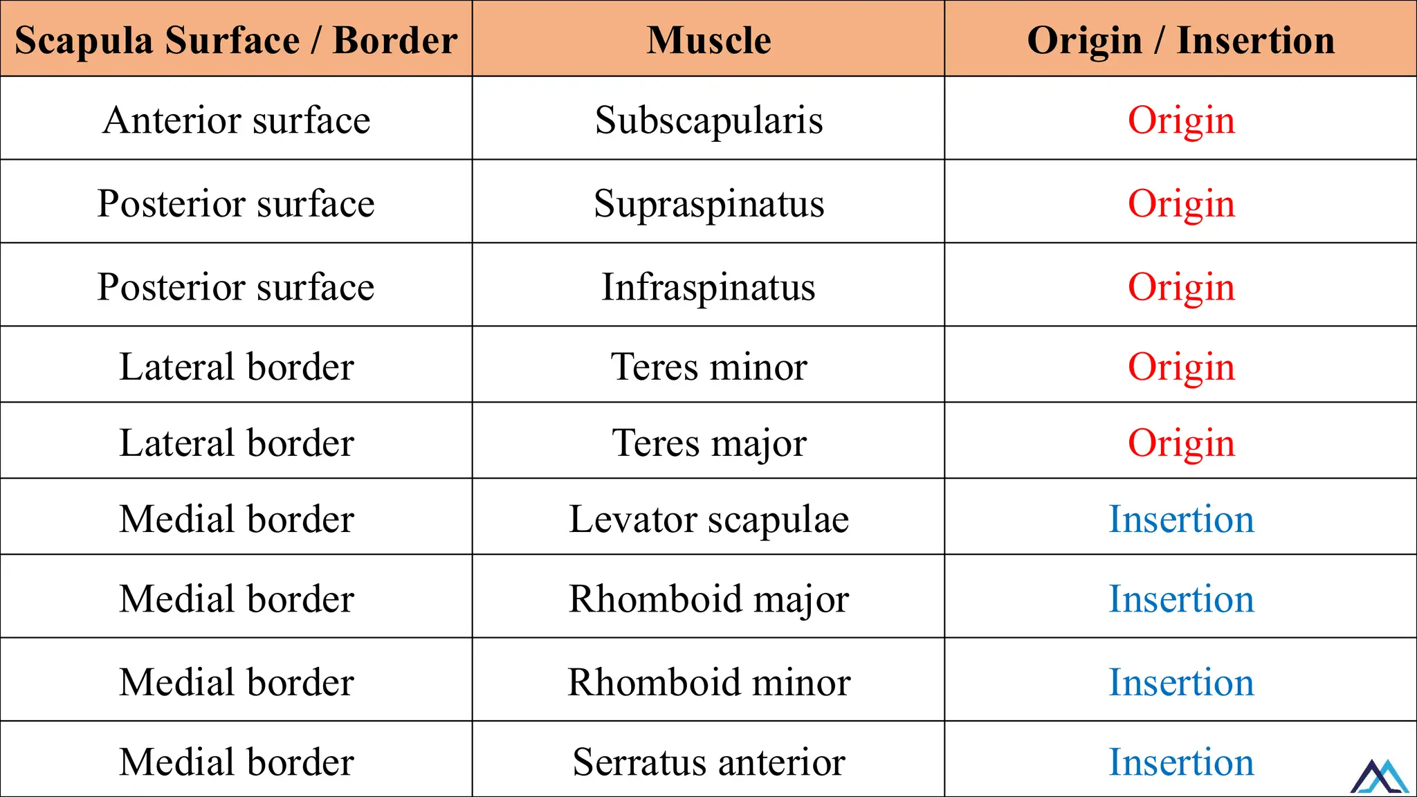 L013 Upper Limb Muscles of scapular, pectoral, deltoid.pdf