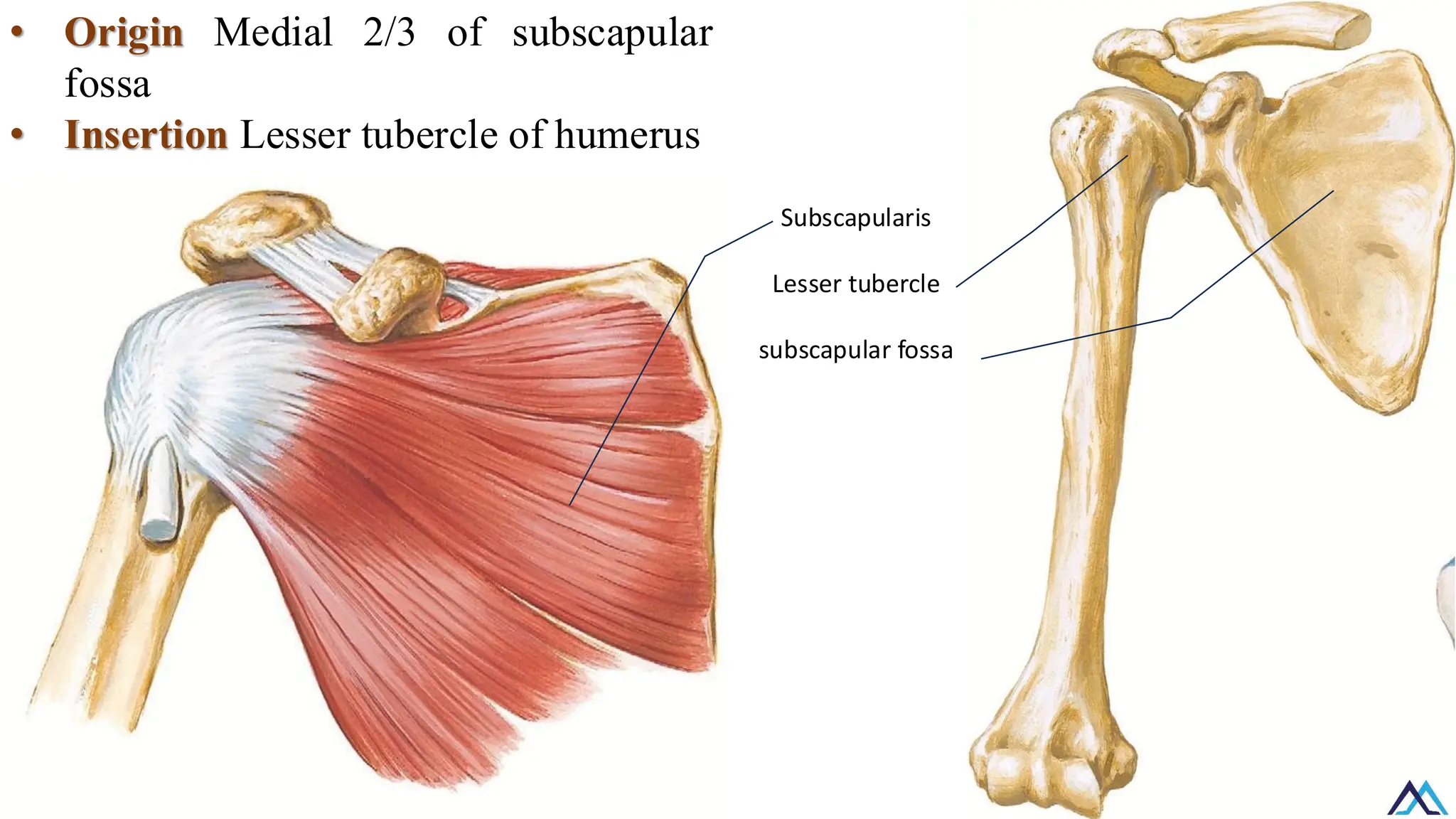L013 Upper Limb Muscles of scapular, pectoral, deltoid.pdf
