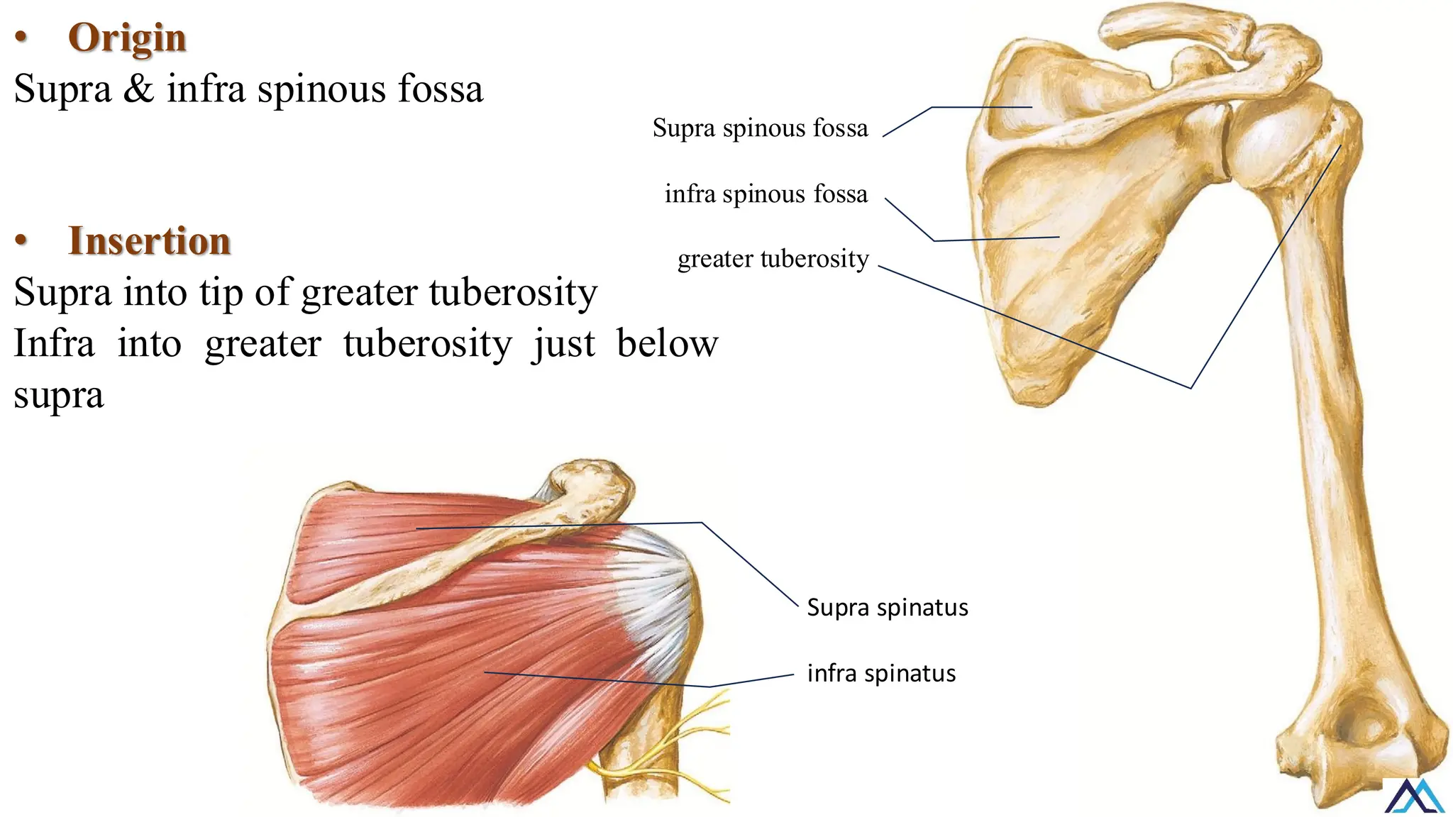L013 Upper Limb Muscles of scapular, pectoral, deltoid.pdf