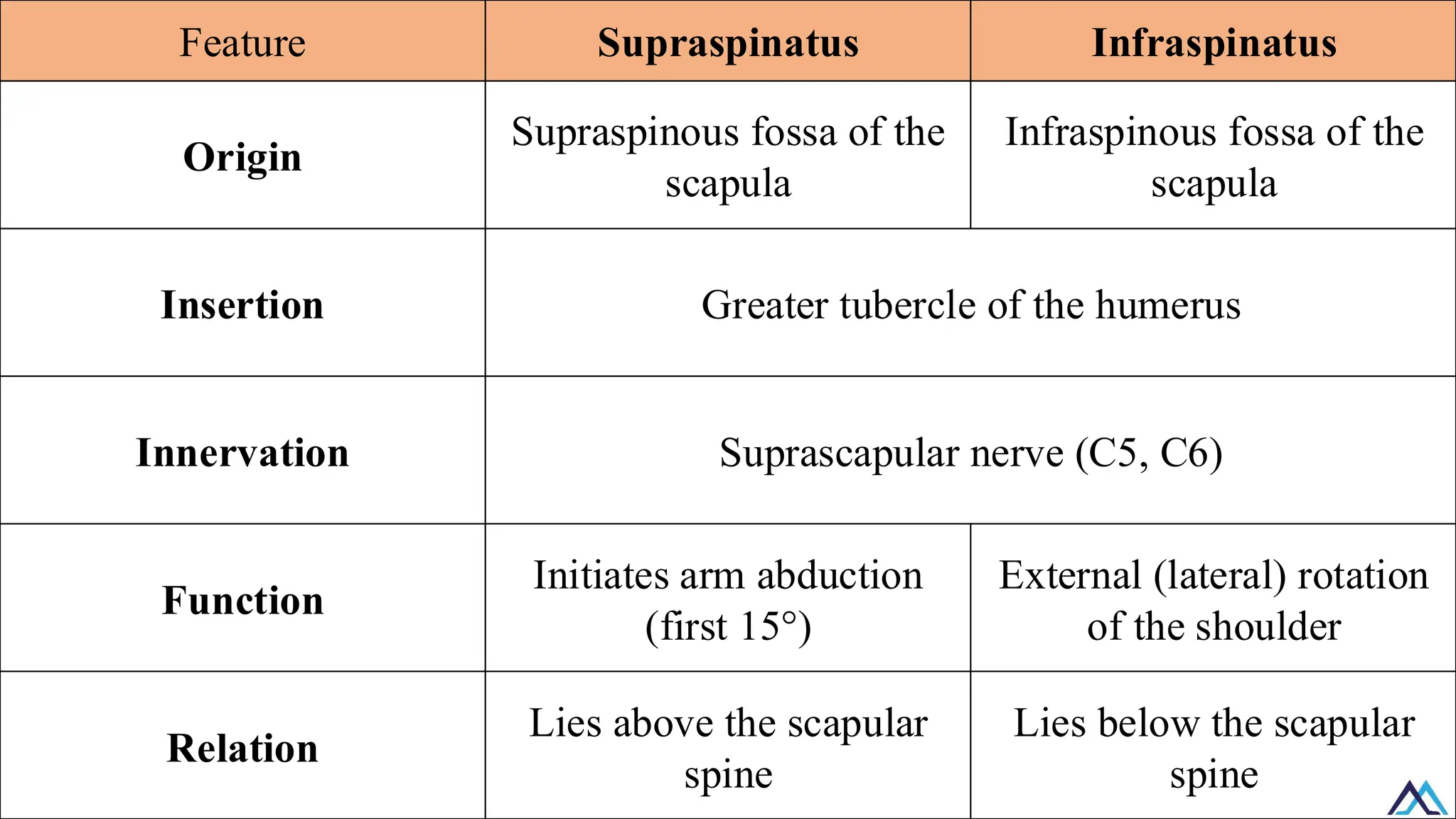L013 Upper Limb Muscles of scapular, pectoral, deltoid.pdf