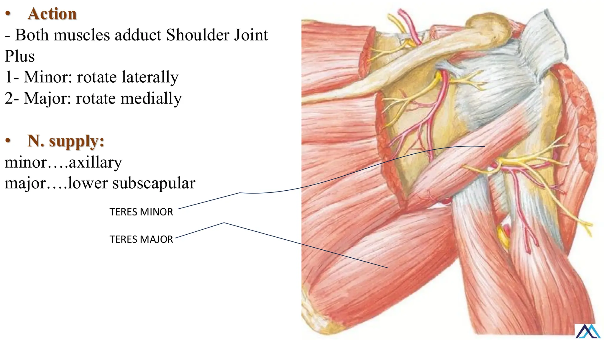 L013 Upper Limb Muscles of scapular, pectoral, deltoid.pdf