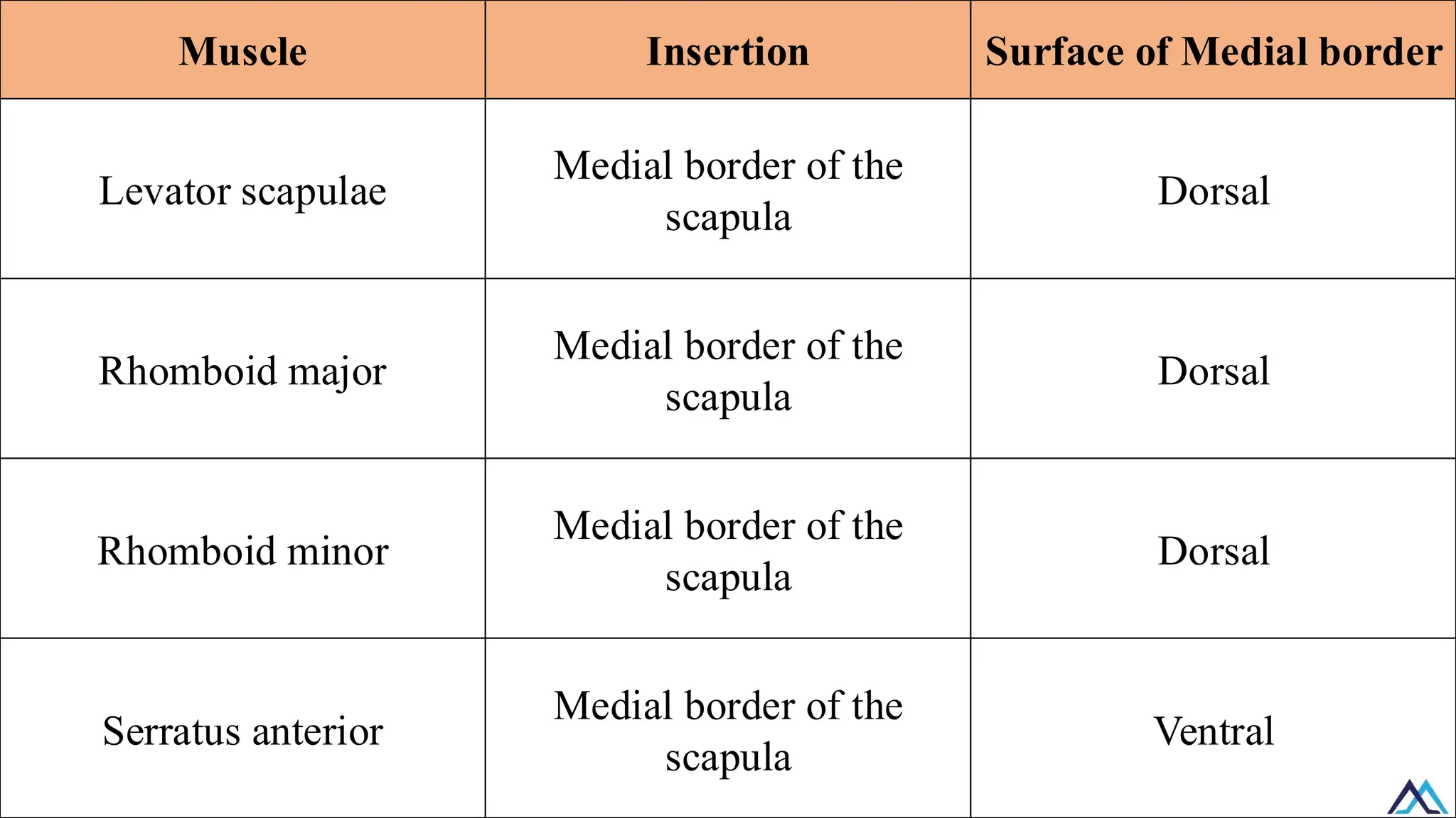 L013 Upper Limb Muscles of scapular, pectoral, deltoid.pdf