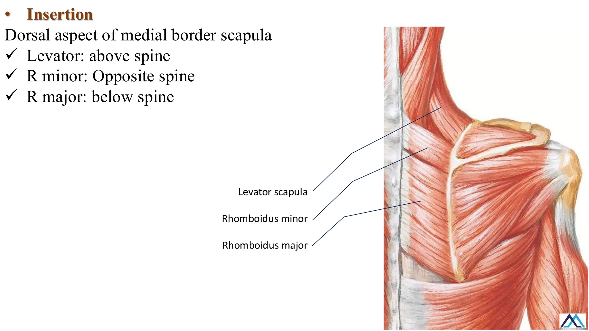 L013 Upper Limb Muscles of scapular, pectoral, deltoid.pdf