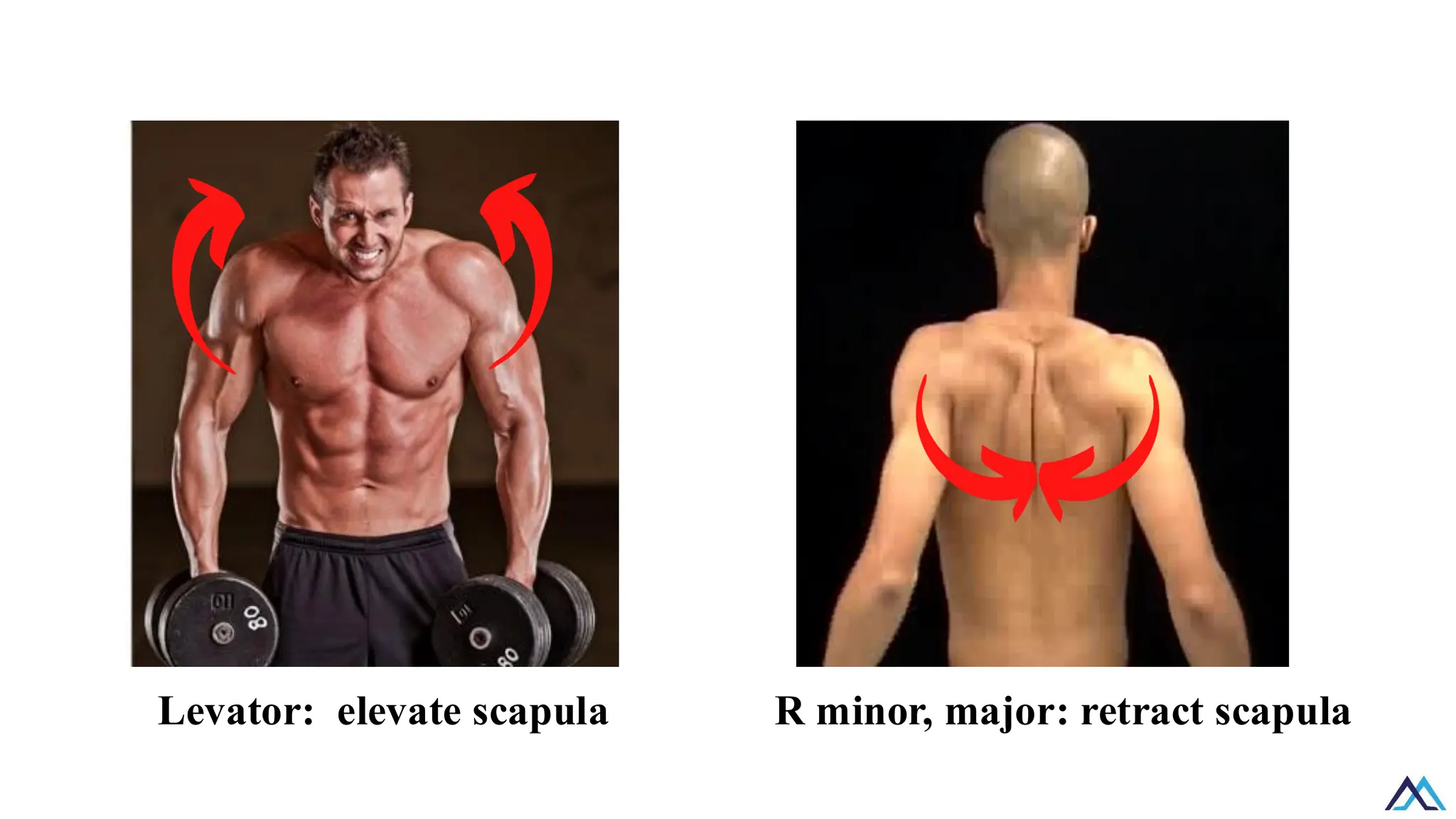 L013 Upper Limb Muscles of scapular, pectoral, deltoid.pdf