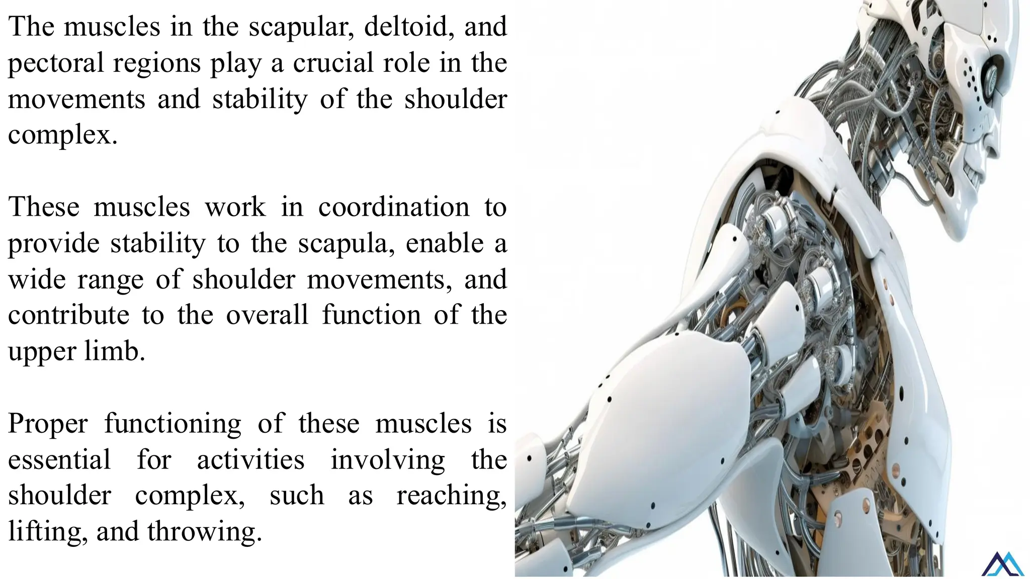 L013 Upper Limb Muscles of scapular, pectoral, deltoid.pdf