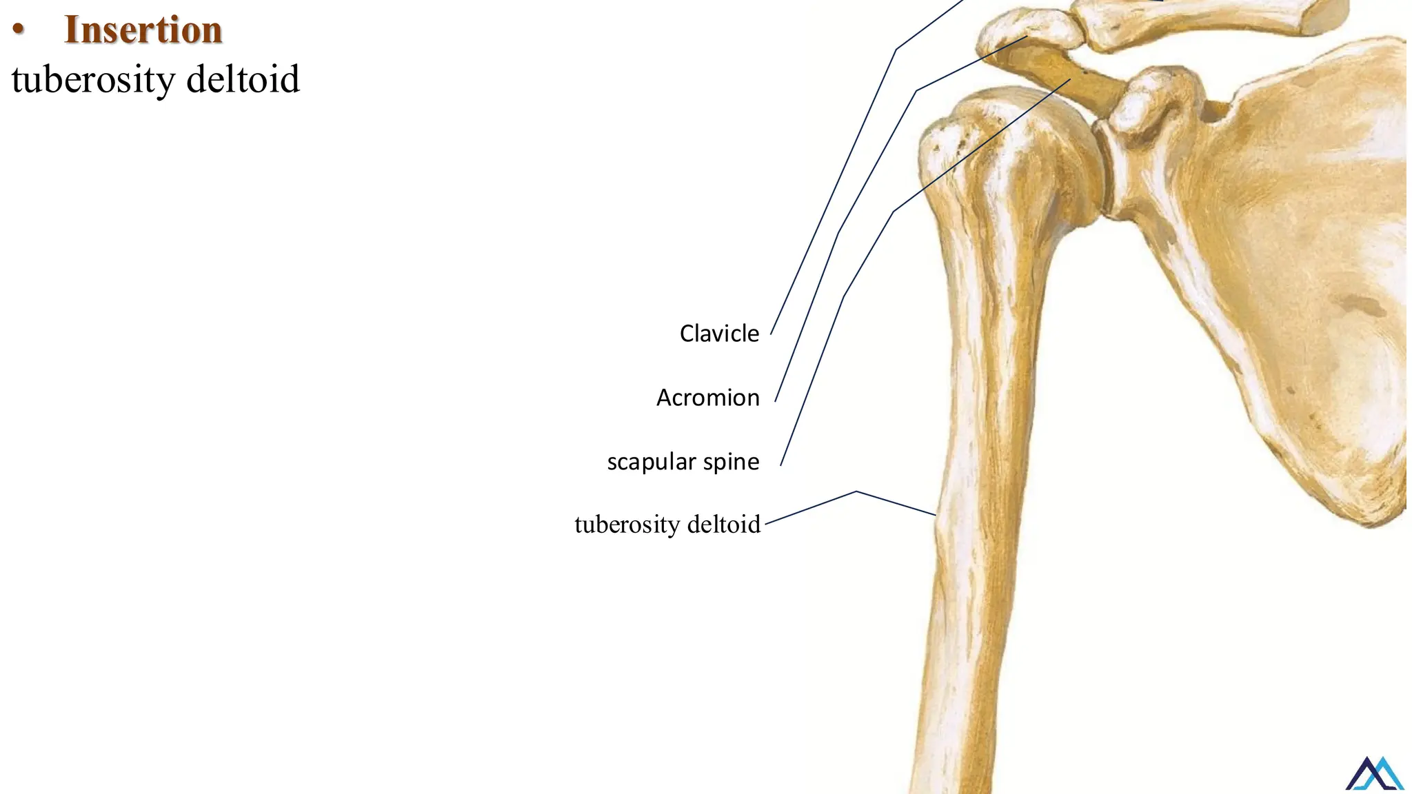 L013 Upper Limb Muscles of scapular, pectoral, deltoid.pdf