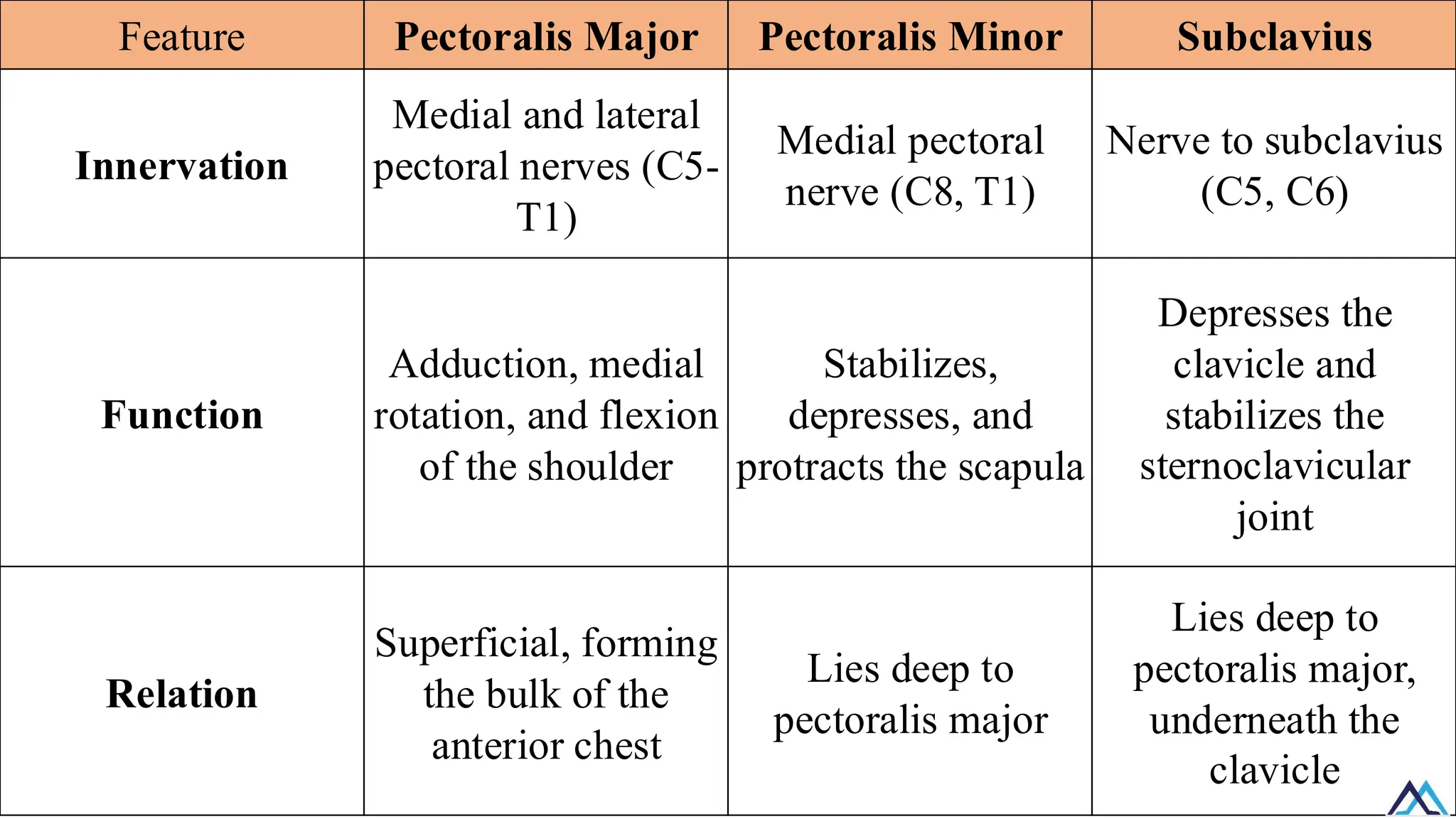 L013 Upper Limb Muscles of scapular, pectoral, deltoid.pdf