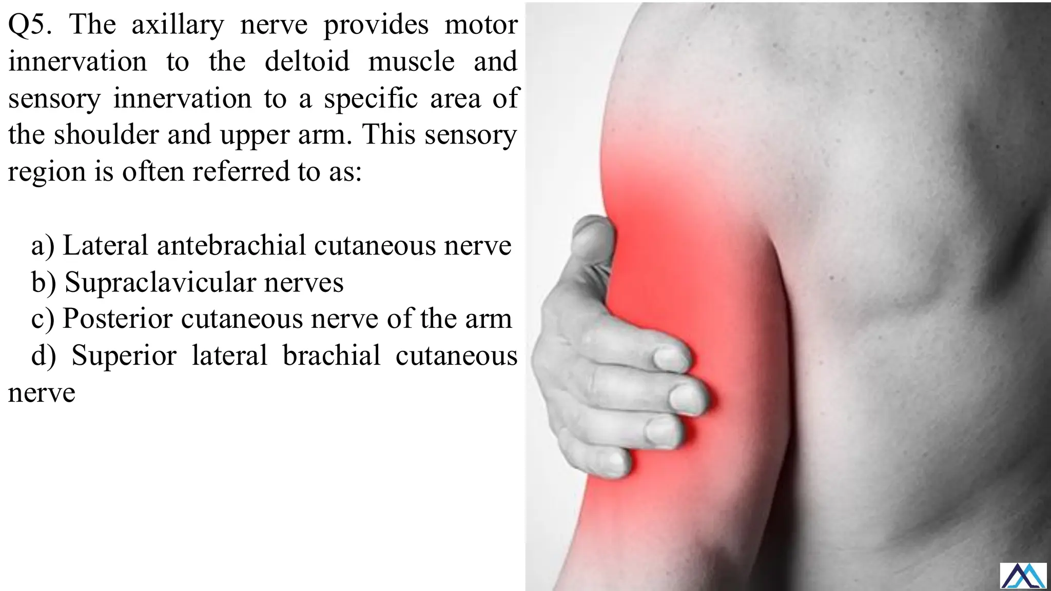 L013 Upper Limb Muscles of scapular, pectoral, deltoid.pdf