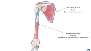 L014 Upper Limb Muscles of arm / Upper Limb Muscles of arm / Upper Limb ...