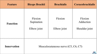 L014 Upper Limb Muscles of arm / Upper Limb Muscles of arm / Upper Limb ...