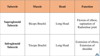L014 Upper Limb Muscles of arm / Upper Limb Muscles of arm / Upper Limb ...