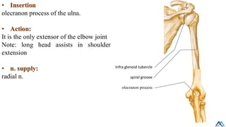 L014 Upper Limb Muscles of arm / Upper Limb Muscles of arm / Upper Limb ...