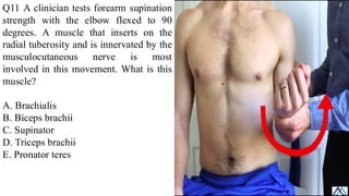 L014 Upper Limb Muscles of arm / Upper Limb Muscles of arm / Upper Limb ...
