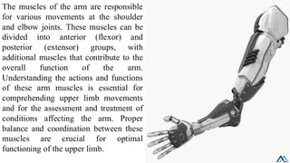 L014 Upper Limb Muscles of arm / Upper Limb Muscles of arm / Upper Limb ...