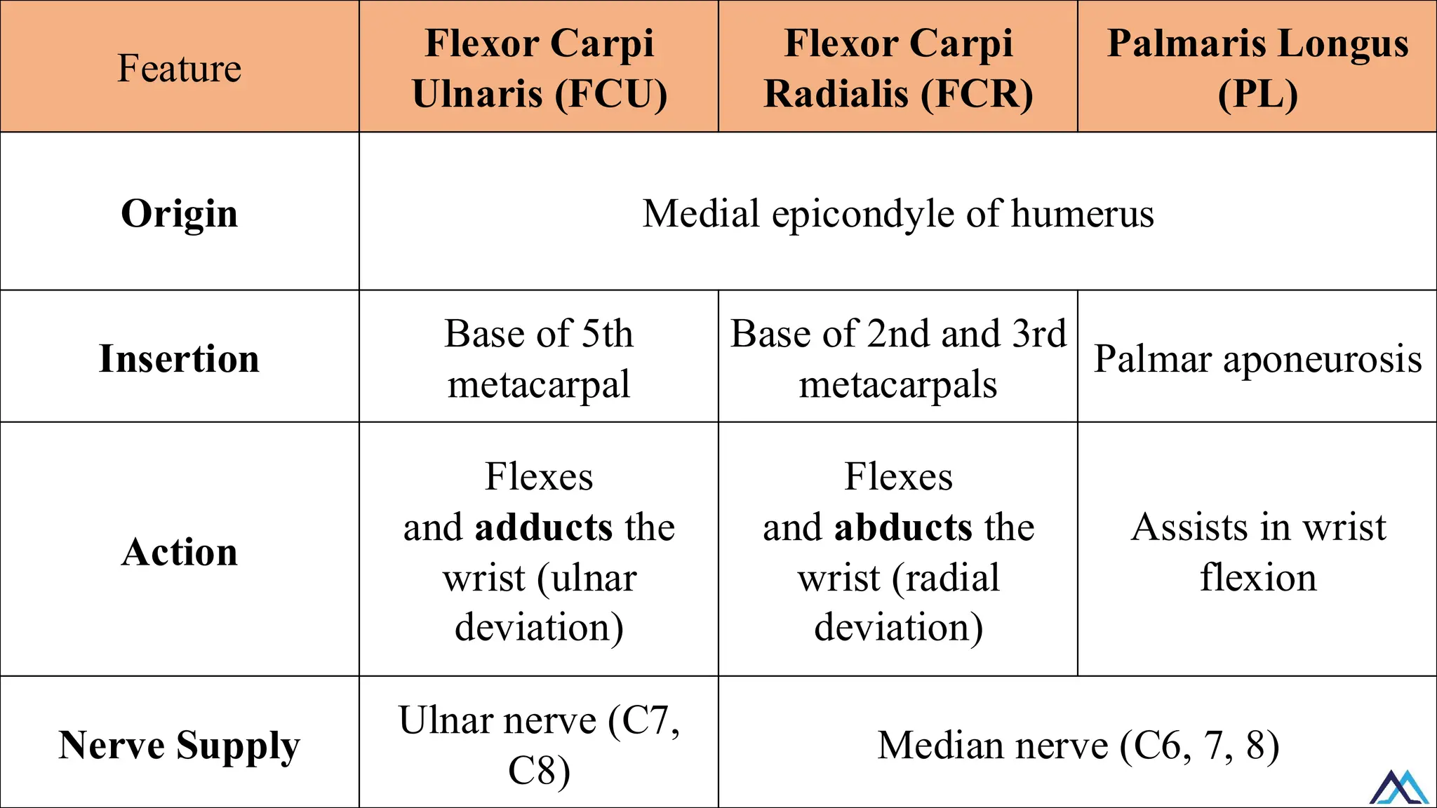 L015 Upper Limb Muscles of forearm / Upper Limb Muscles of forearm ...
